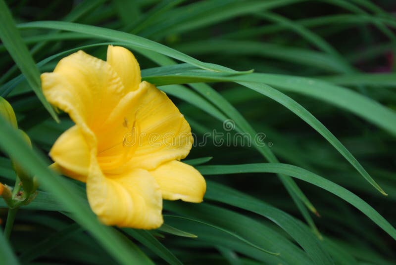 Gul blomma arkivfoto. Bild av ursnyggt, nätt, härlig - 93174978