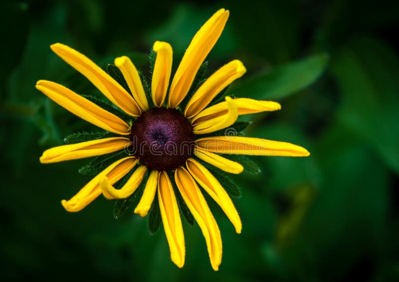 Gul blomma arkivfoto. Bild av växt, lampa, jord, höst - 100658840
