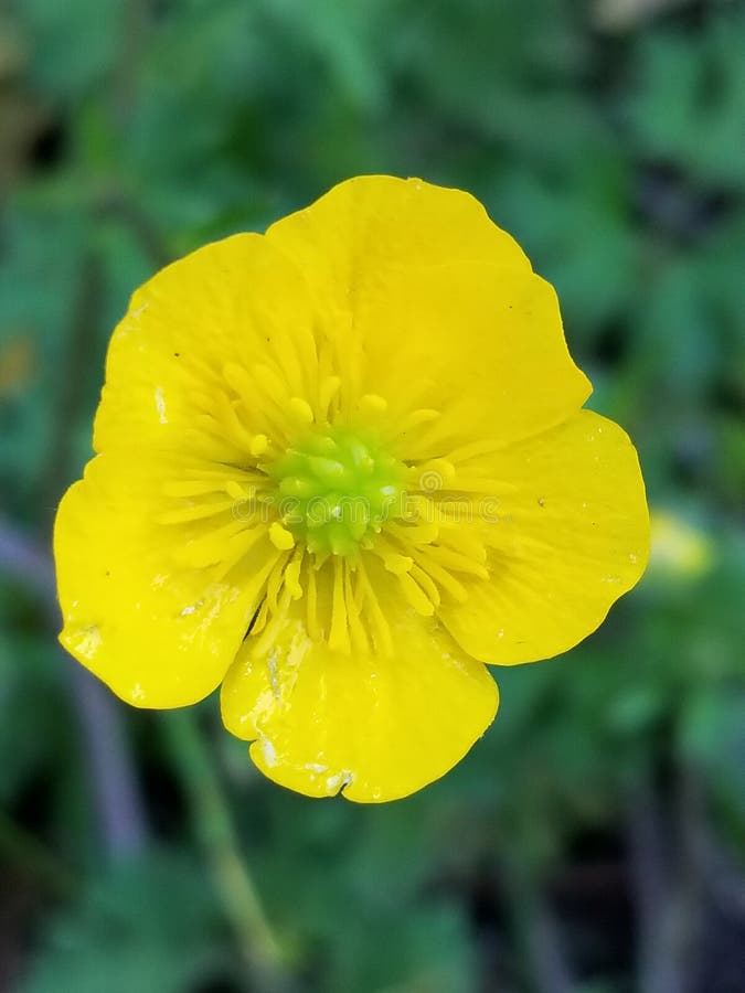 Gul blomma arkivfoto. Bild av härlig, nätt, blomma, växt - 97438832