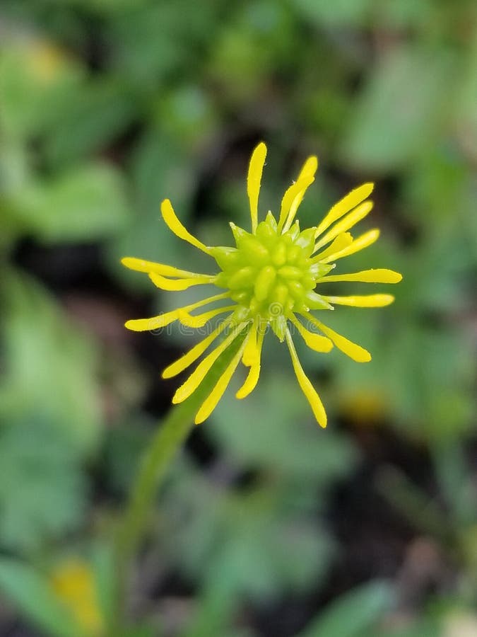 Gul blomma arkivfoto. Bild av härlig, nätt, blomma, växt - 97438832