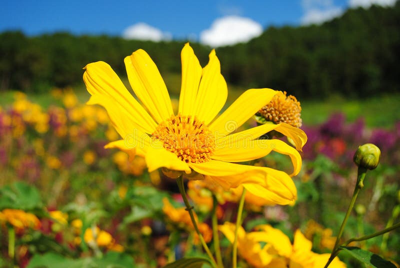 Gul blomma av berget arkivfoto. Bild av tydlig, utformning - 47185762