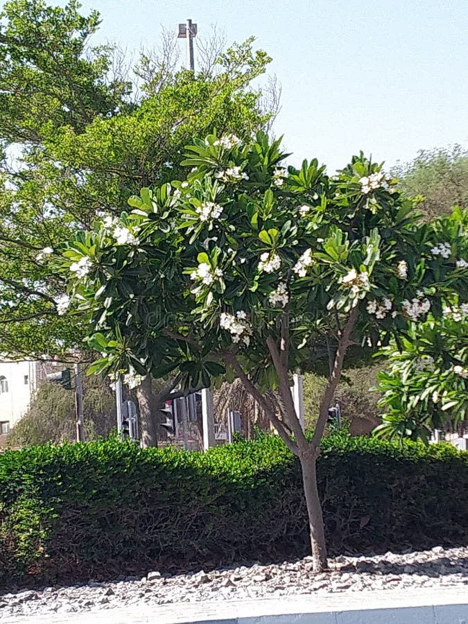 Gul cheen. Flowers stock photo. Image of darkht, cheen - 219922458