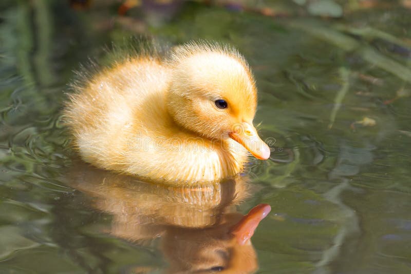 Gul gullig ankunge arkivfoto. Bild av holland, gräsand - 61072800