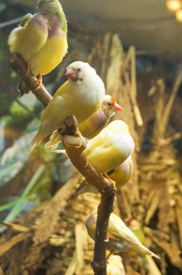 Kanariefågel dess perchred fotografering för bildbyråer. Bild av ...