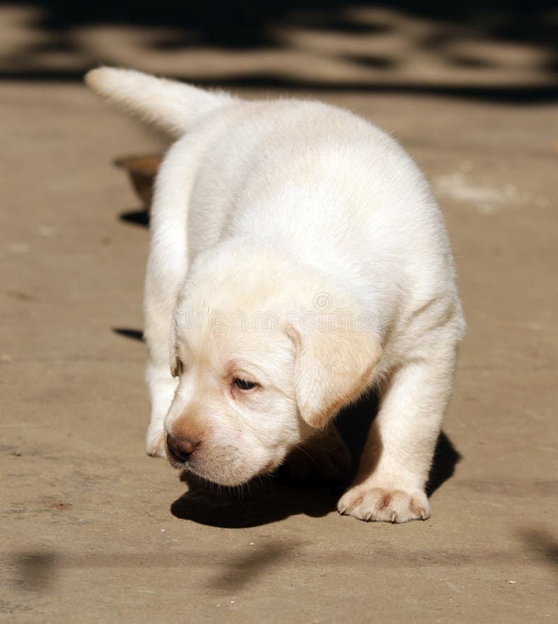 Gul labrador valp i gården fotografering för bildbyråer. Bild av skina ...