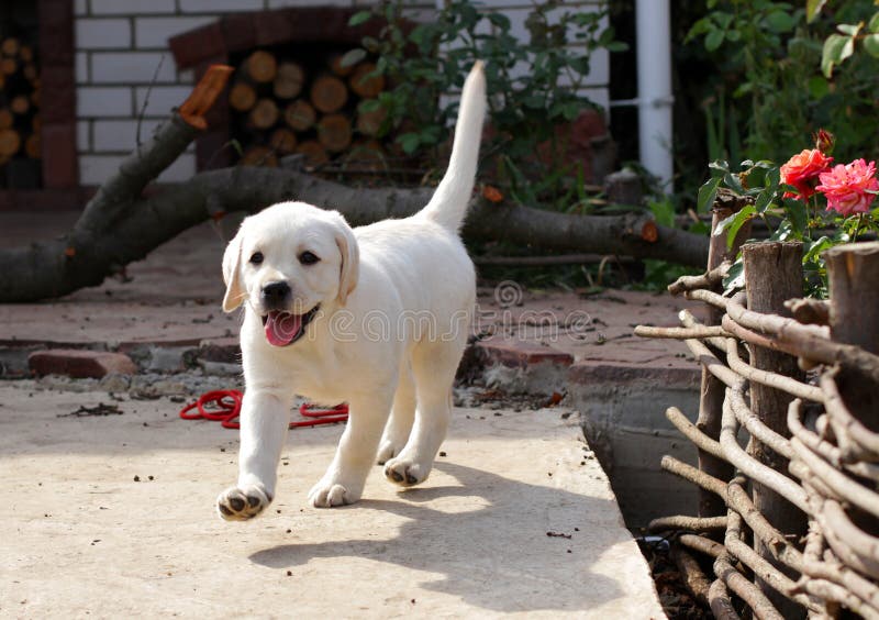 Gul labrador valp i gården fotografering för bildbyråer. Bild av ...