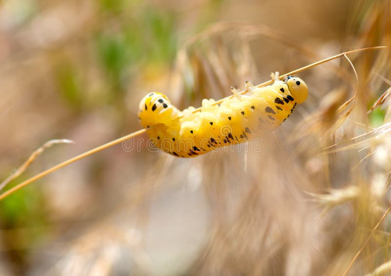 Gul Larv Som Kryper En Filial Fotografering för Bildbyråer - Bild av ...