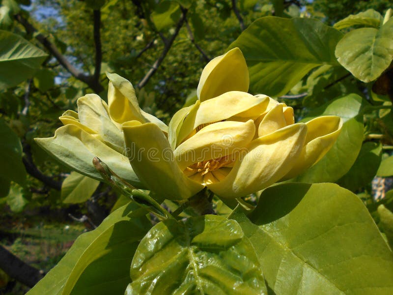 2,014 Gul Magnolia Foton - Gratis och royaltyfria stockfoton från ...