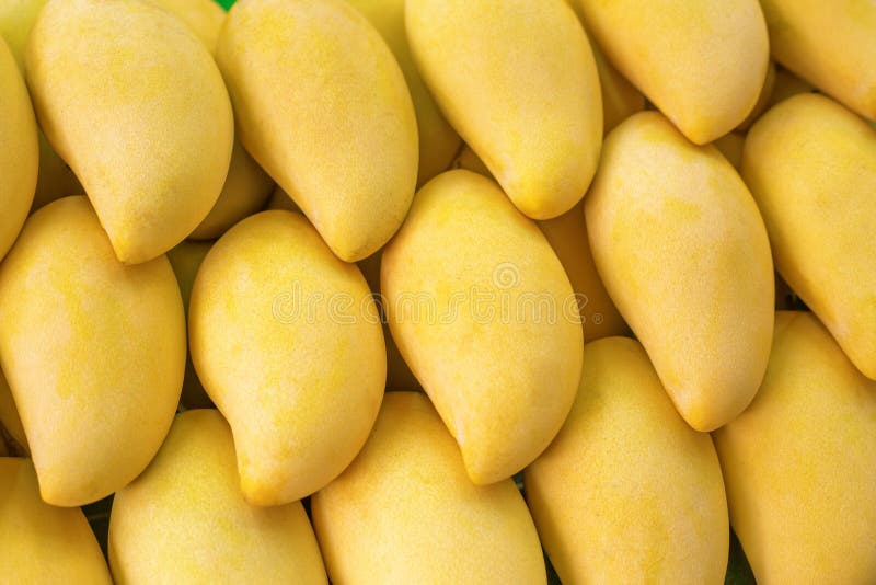 Gul Mango, Isolerad Vit Bakgrund Arkivfoto - Bild av färg, frukt: 176337846