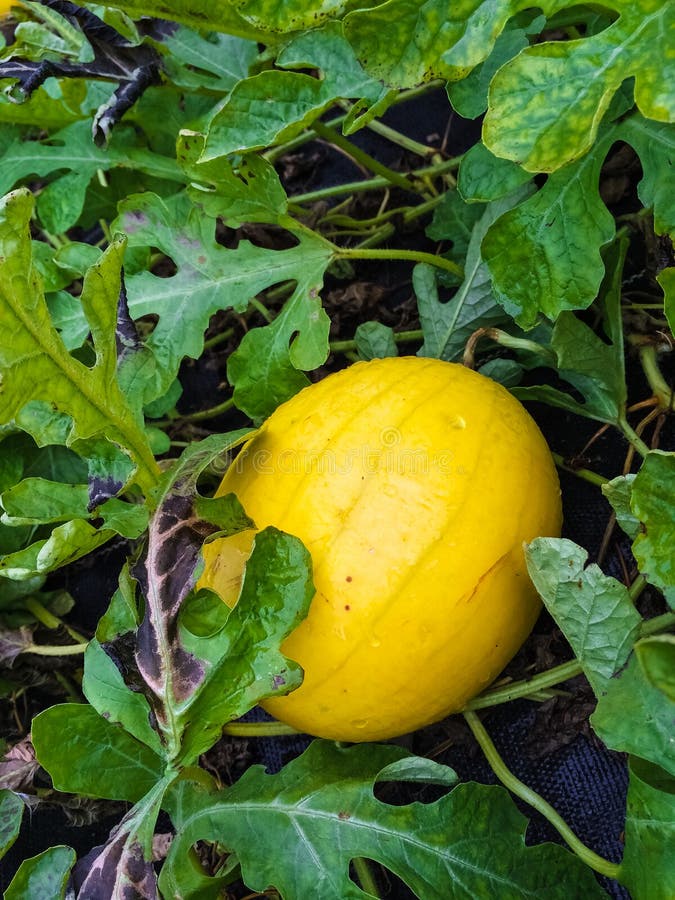 Melon Som Växer I Växthuslantgård Fotografering för Bildbyråer - Bild ...