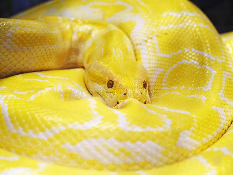 Gul orm arkivfoto. Bild av makro, öga, utformning, smaragd - 39661632