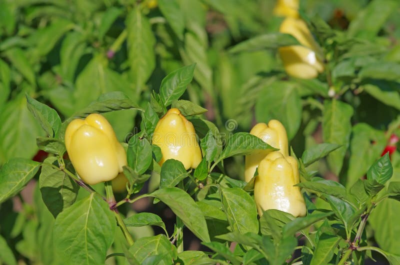 Gul pepparväxt arkivfoto. Bild av vitt, blankt, matlagning - 26396400