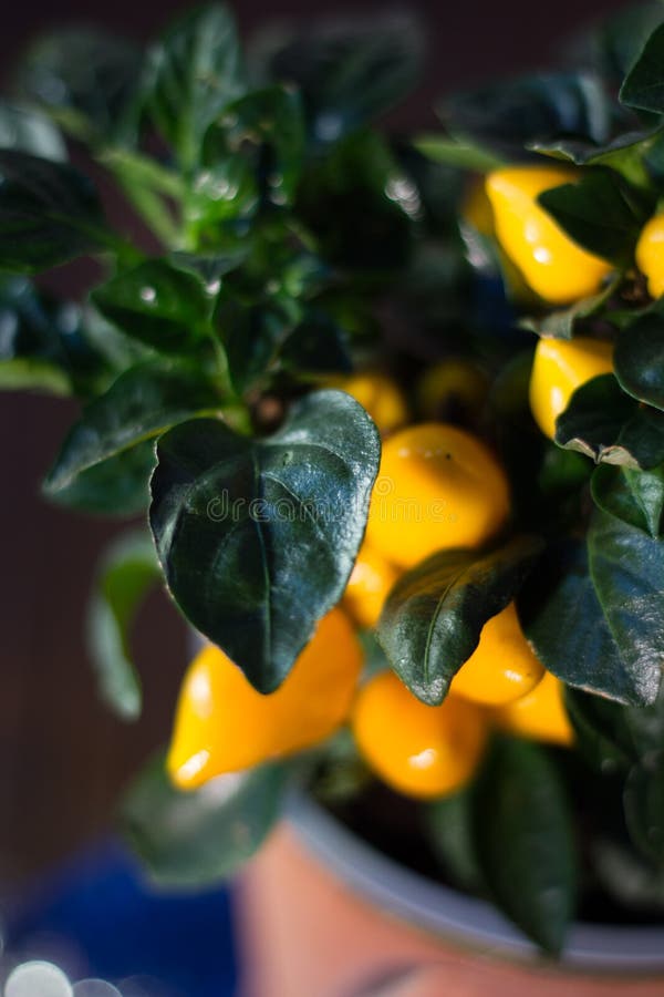 Gul Peppar I En Blomkruka Som Planterar Hem Fotografering för ...