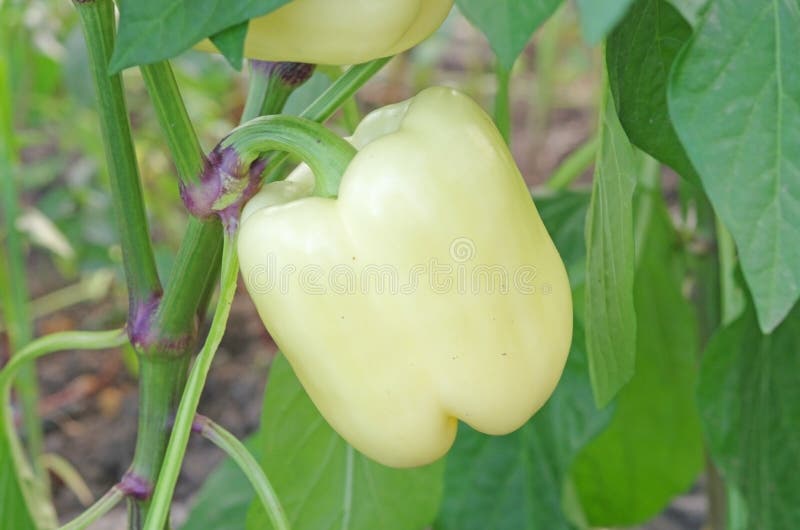 Spansk peppar som ripening arkivfoto. Bild av peppar, moget - 976744