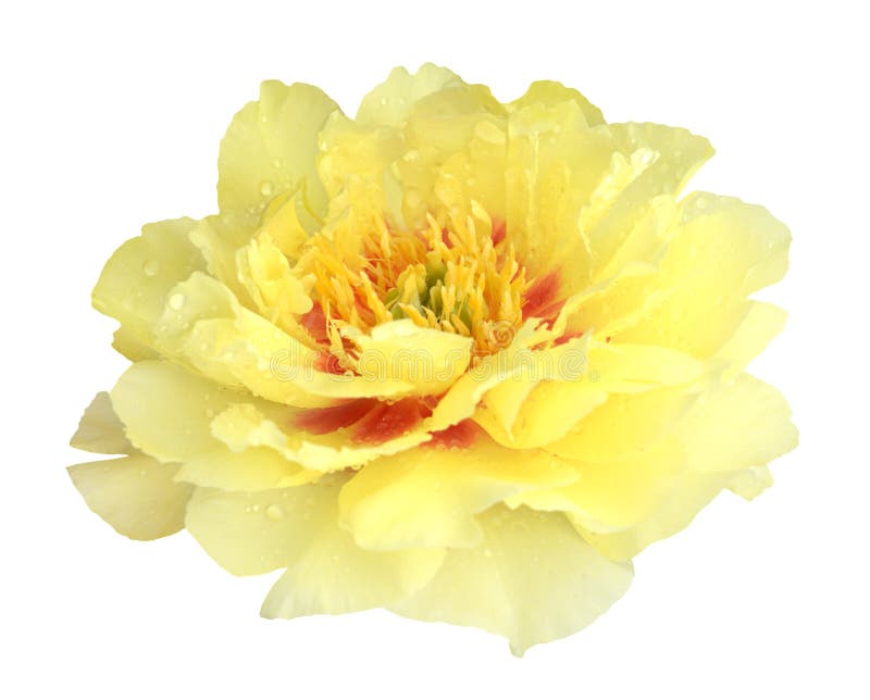 Gul pion arkivfoto. Bild av - 68755612