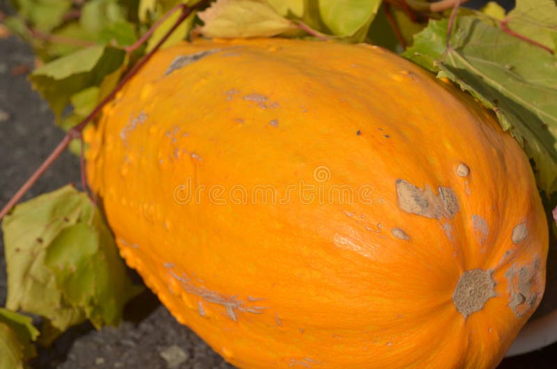 Gula pumpor arkivfoto. Bild av falla, stänga, vibrerande - 84289488