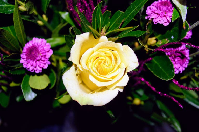 Gul ros bland musslor arkivfoto. Bild av purpurt, härlig - 161426688