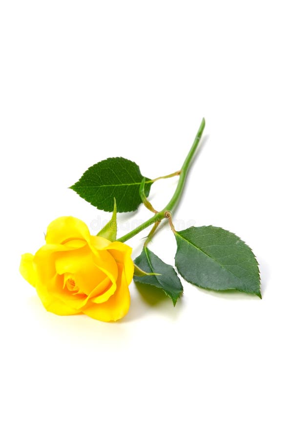 Gul Ros-Rosa sp. fotografering för bildbyråer. Bild av ordnings - 38368259