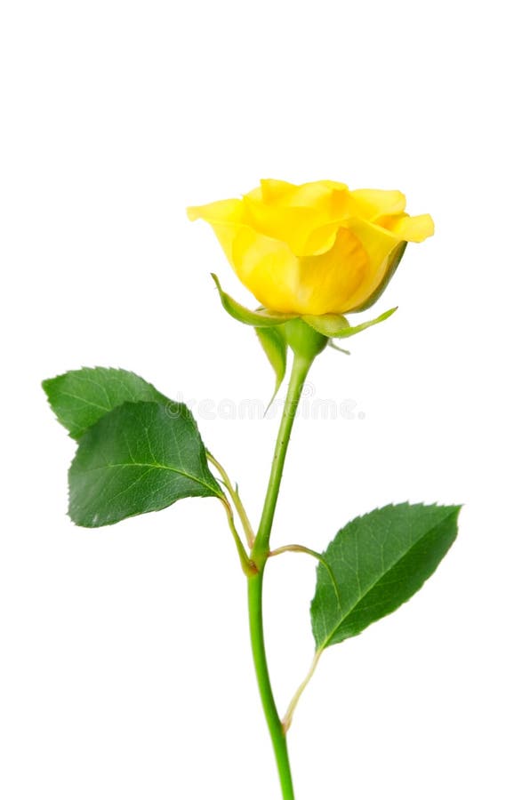 Gul Ros-Rosa sp. fotografering för bildbyråer. Bild av ordnings - 38368259