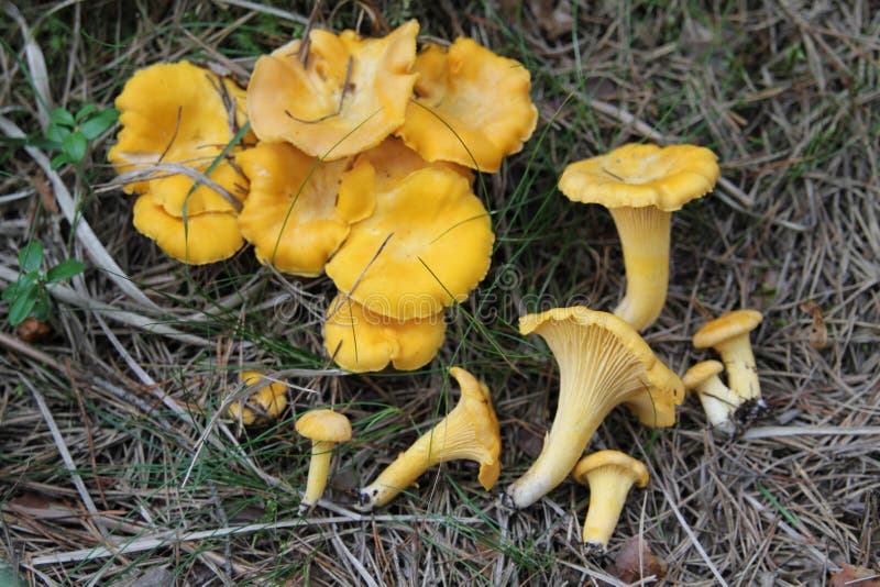 Gula kantareller fotografering för bildbyråer. Bild av natur - 32799151