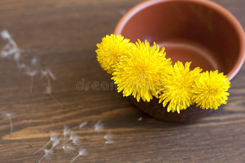 Gula maskrosor fotografering för bildbyråer. Bild av maskrosor - 54446341