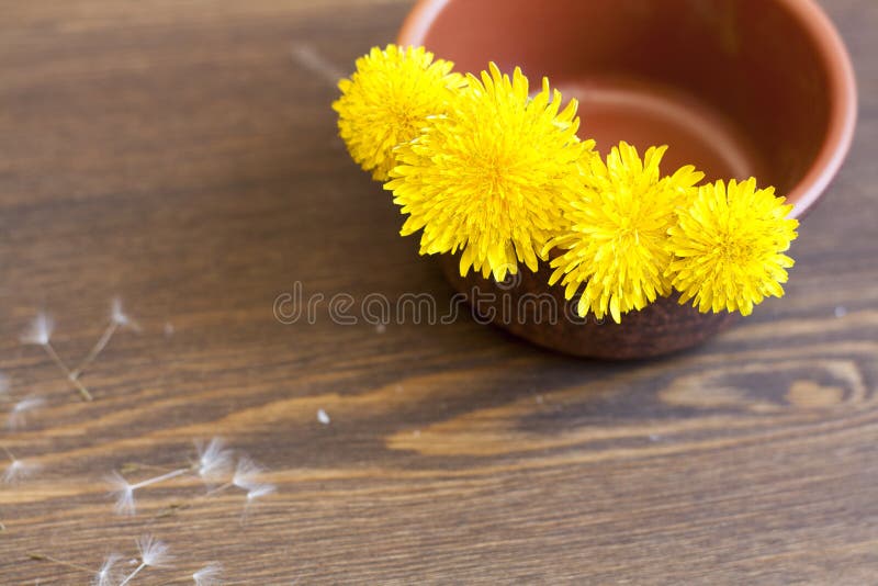 Gula maskrosor arkivfoto. Image of soligt, blomma, trä - 54446516