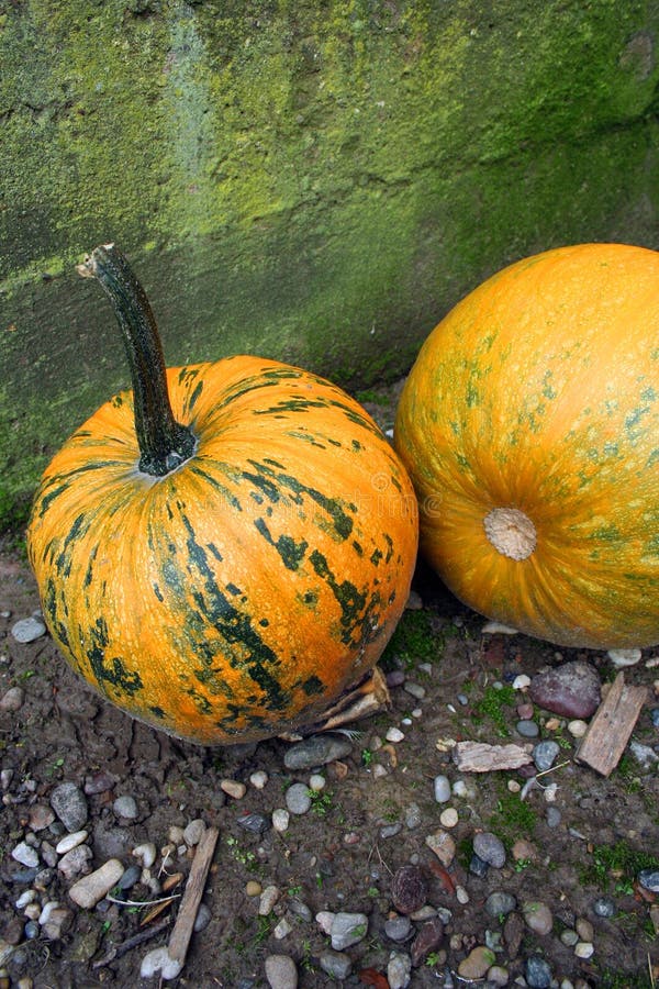 Gula pumpor fotografering för bildbyråer. Bild av emot - 47293205