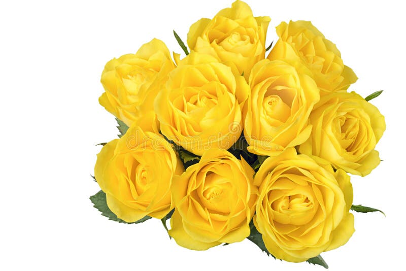 Gula rosor arkivfoto. Bild av stängning, blomma, friskhet - 35924734