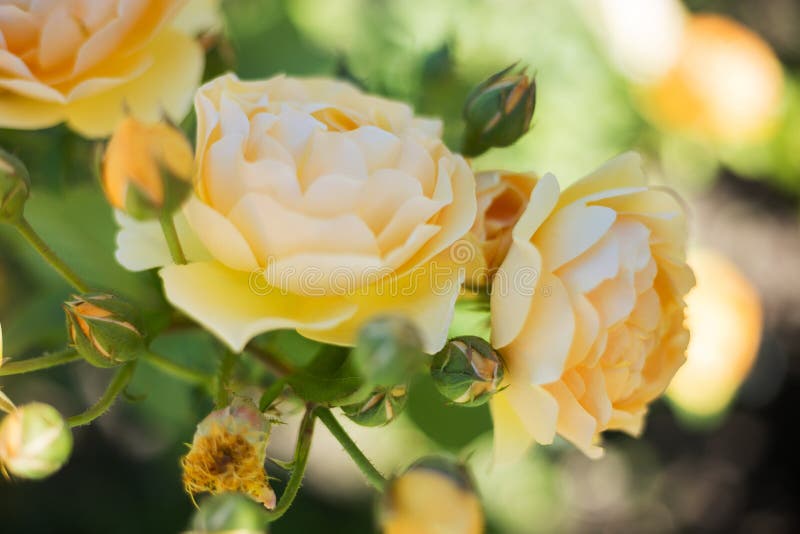 Stor Buske Med Små Rosa Blommor Arkivfoto - Bild av buskar, rosa: 121037136