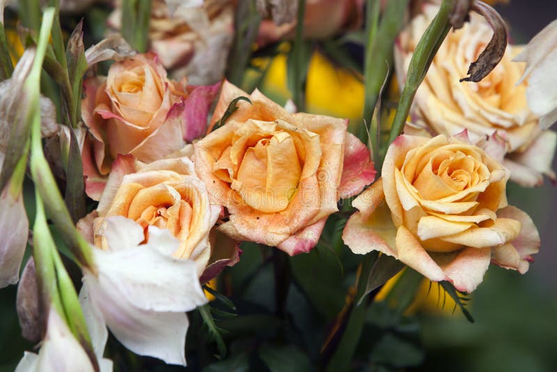 Gula rosor vissnar arkivfoto. Bild av livstid, kristall - 33667022