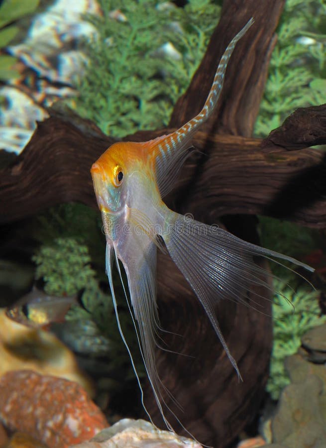 Svarta Och Gula Vailed Angel Fish Arkivfoto - Bild av closeup, fisk ...