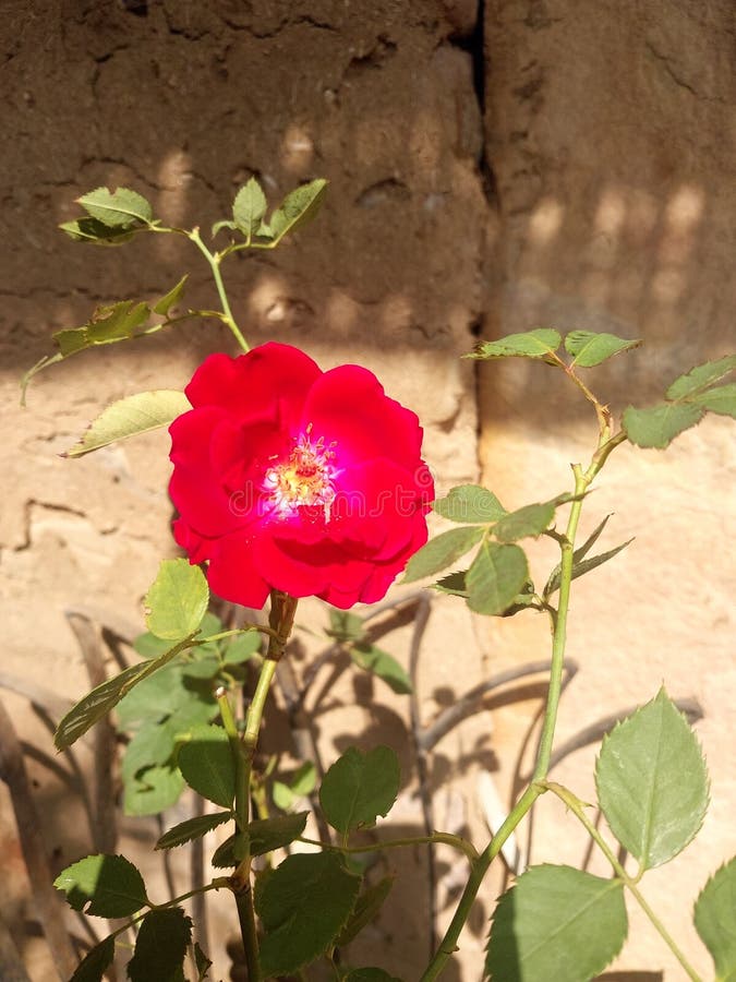 Gulab red rose natural stock image. Image of natural - 322964287