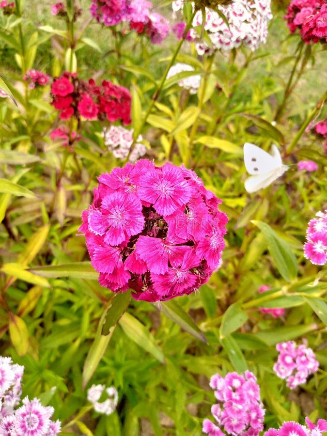 136 Gulabi Stock Photos - Free & Royalty-Free Stock Photos from Dreamstime