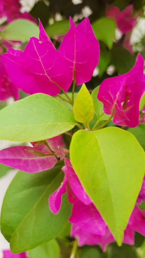 Pink flower of gulmohar stock photo. Image of gulmo - 251626224