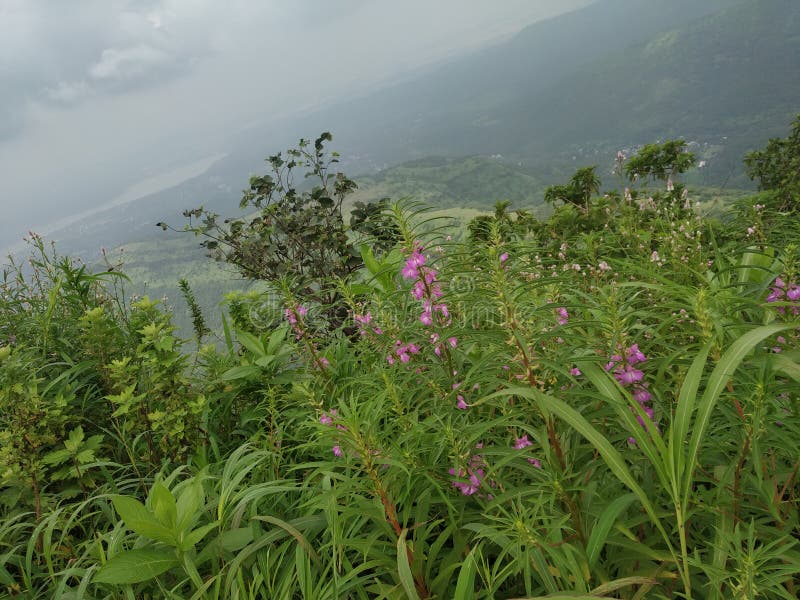 Gulabi Flower Stock Photos - Free & Royalty-Free Stock Photos from ...