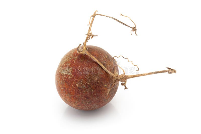 Closeup of Dry Gular Fruit, Isolated on White Background. Stock Image ...