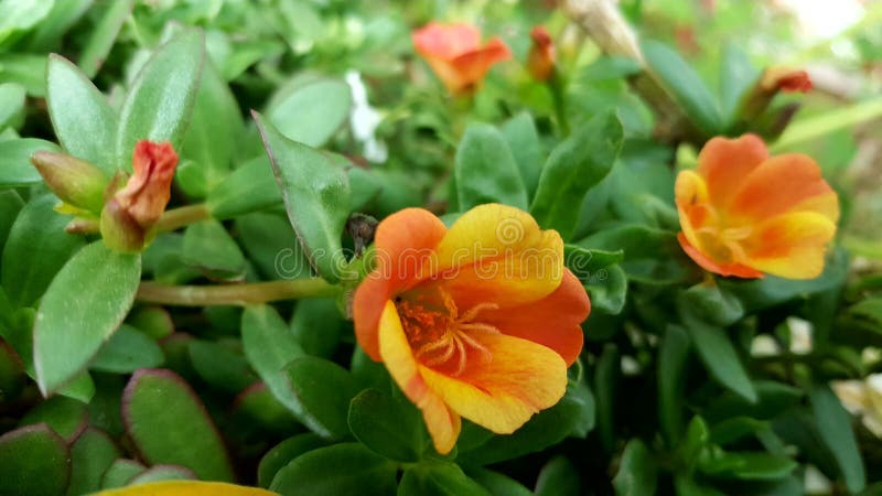 Gulasiman flower stock photo. Image of pink, flora, flower - 96911318