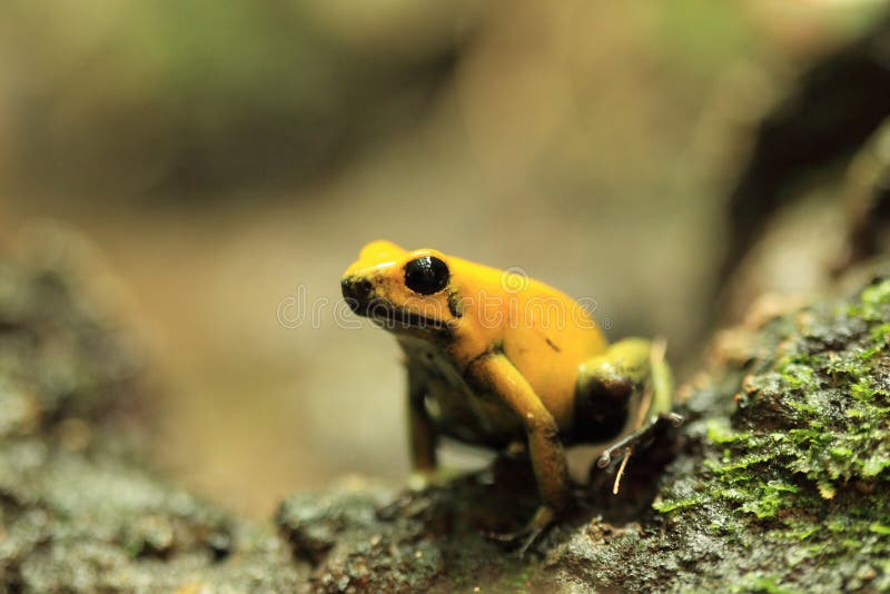 Golden Giftgroda Phyllobates Skräckbilis är En Av De Giftigaste ...