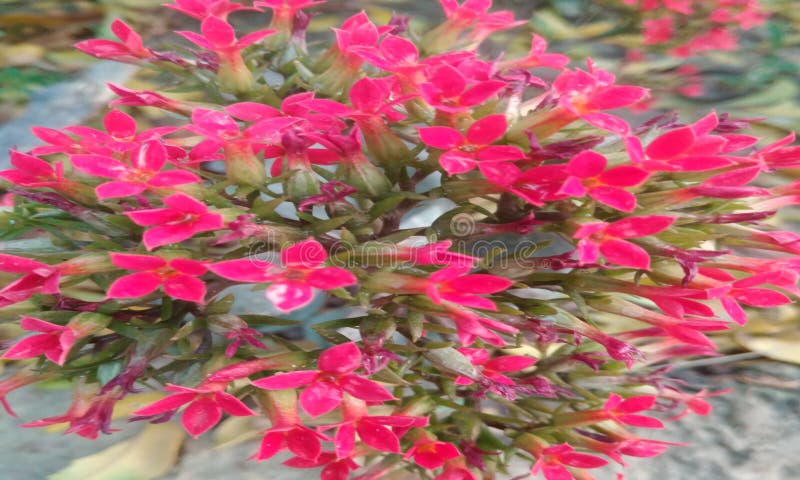 Red flowers. stock illustration. Illustration of architecture - 144791749