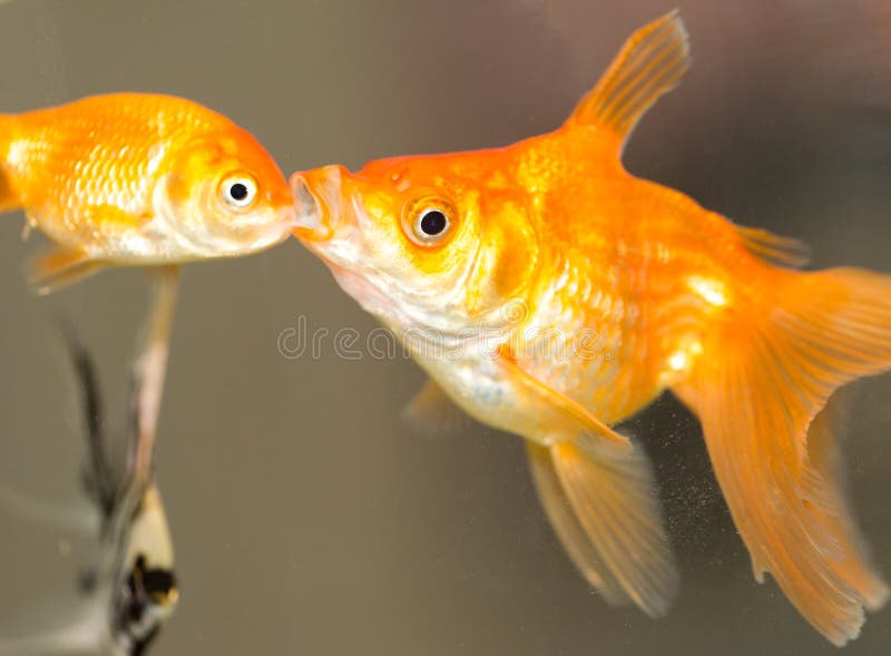 Guldfisk arkivfoto. Bild av fisk, rött, guld, angus - 100912454