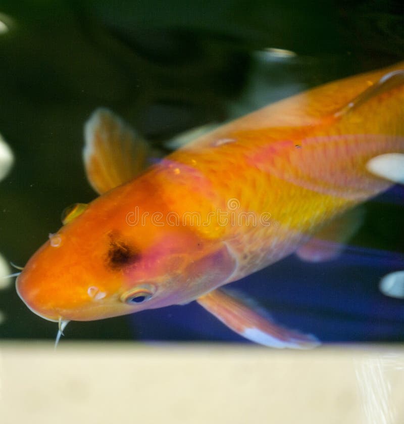 Guldfisk arkivfoto. Bild av orange, rött, guld, natur - 127501914