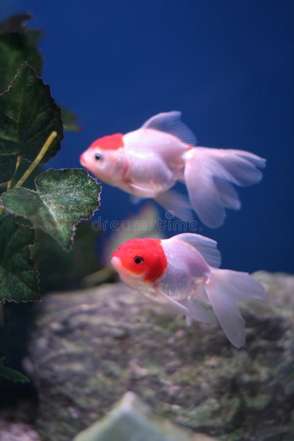 Guldfisk arkivfoto. Bild av vattenlevande, fena, fisk, ensamt - 378906