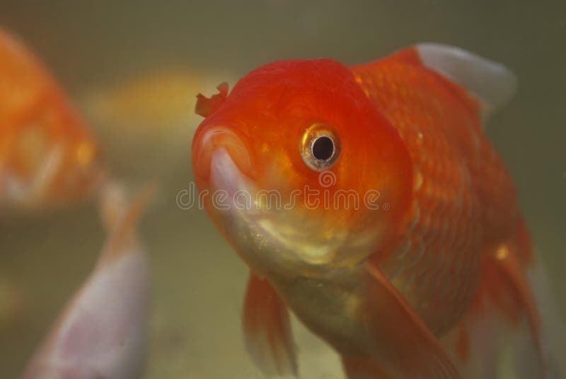 Guldfisk arkivfoto. Bild av glans, avgörande, actinium - 24046962