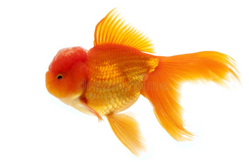 Guldfisk Med Vit På Bakgrund Fotografering för Bildbyråer - Bild av ...
