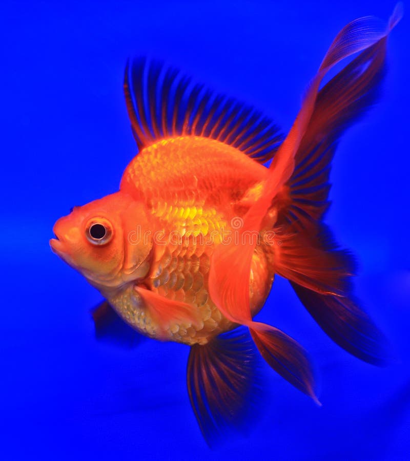 Guldfisk arkivfoto. Bild av guldfisk, husdjur, vatten - 35982922