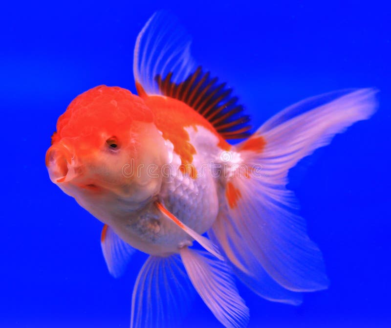 Guldfisk arkivfoto. Bild av husdjur, rött, flotta, guld - 37093070