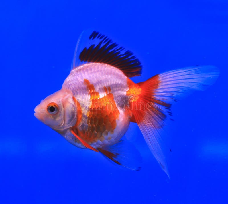 Guldfisk arkivfoto. Bild av akvat, guldfisk, damm, thai - 37093104