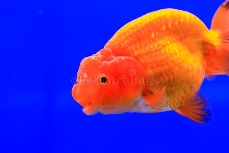 Guldfisk arkivfoto. Bild av damm, japan, guldfisk, flotta - 37094170