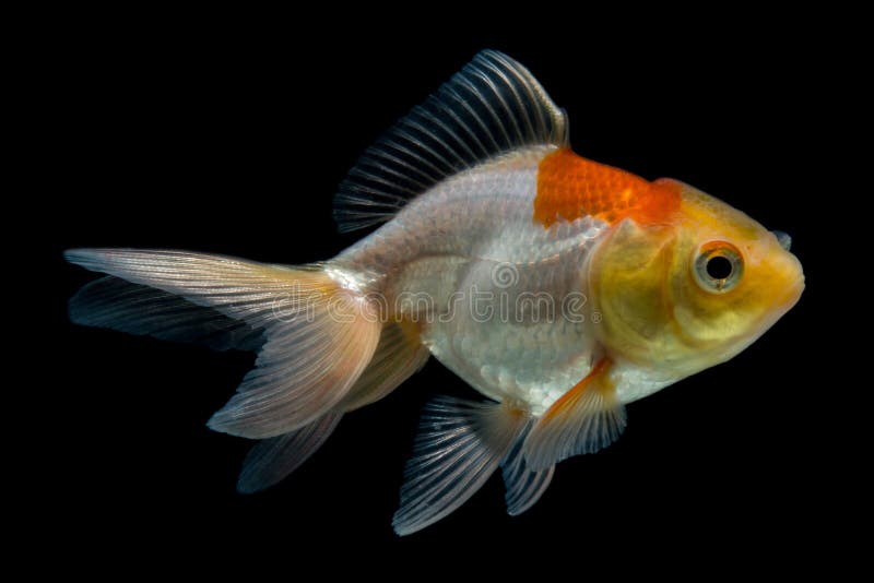 Guldfisk fotografering för bildbyråer. Bild av natur - 50407471
