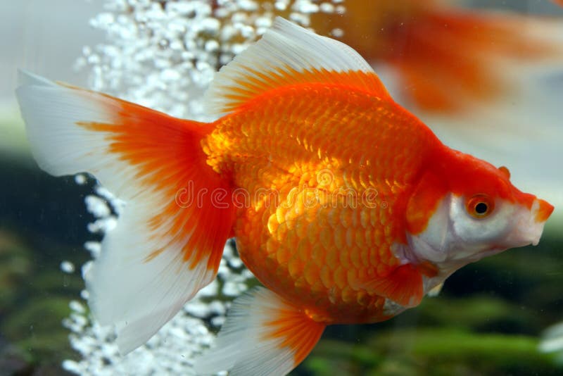 Guldfisk arkivfoto. Bild av rött, skönhet, bubblade, exponering - 4558706